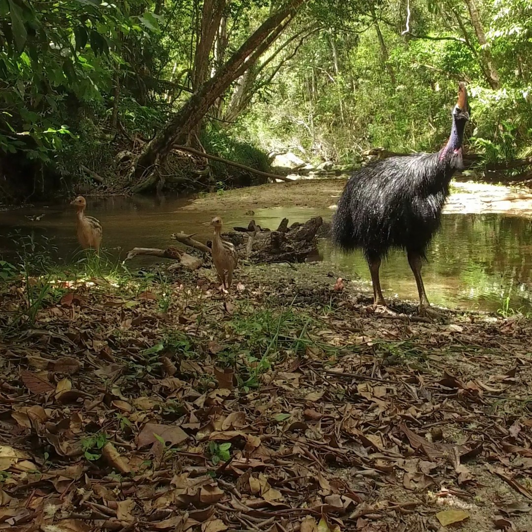 Stream Cassowary - Casuarius casuarius (Dad and Chicks) by Nature ...