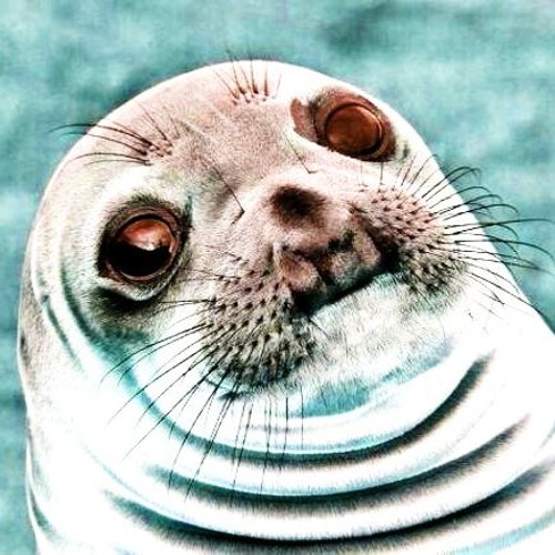 Socially Awkward Seal Meme