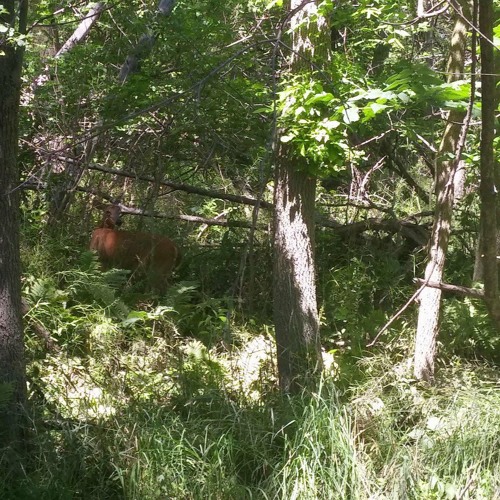 Stream BirdWatching | Listen to BirdWatching- First FULL LENGTH Album ...