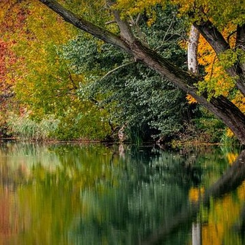 Stream Meditación de las hojas del río by Mentae Psicología | Listen ...