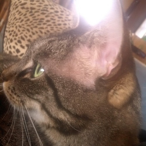 Stream My Cats Opinion On My Paragraph. by ~Mia~Bug~ | Listen online ...