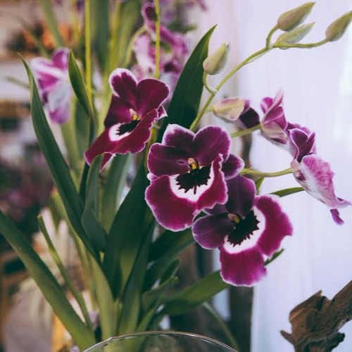 Stream New Strings, New Beginning – for Alison Week's "Petals & Stems ...