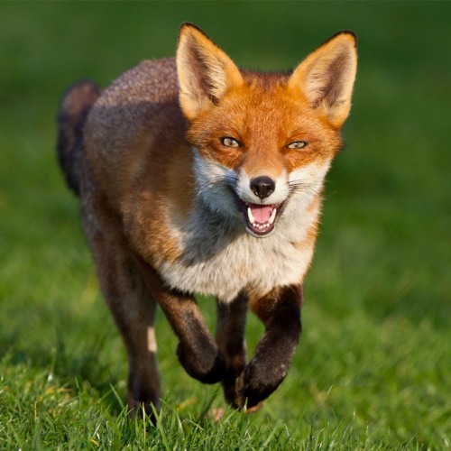 Stream Hyakujo and the Fox Part 1 by North Carolina Zen Center | Listen ...