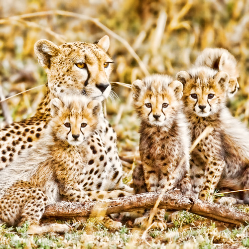 Stream [CREATIVE COMMONS MUSIC] CINEMATIC TENSION DANGER FLUTE NATURE ...