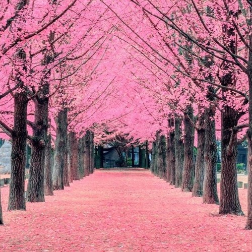 Stream Cherry Trees - Modular Patch by Random Robots | Listen online ...