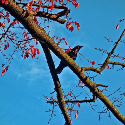 Stream The Fox And The Crow by Emma Grier | Listen online for free on ...