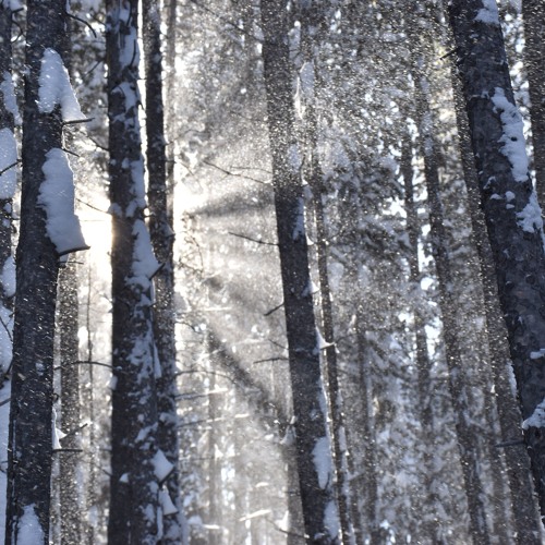 Stream Not That Easy by Kim Archibald | Listen online for free on ...