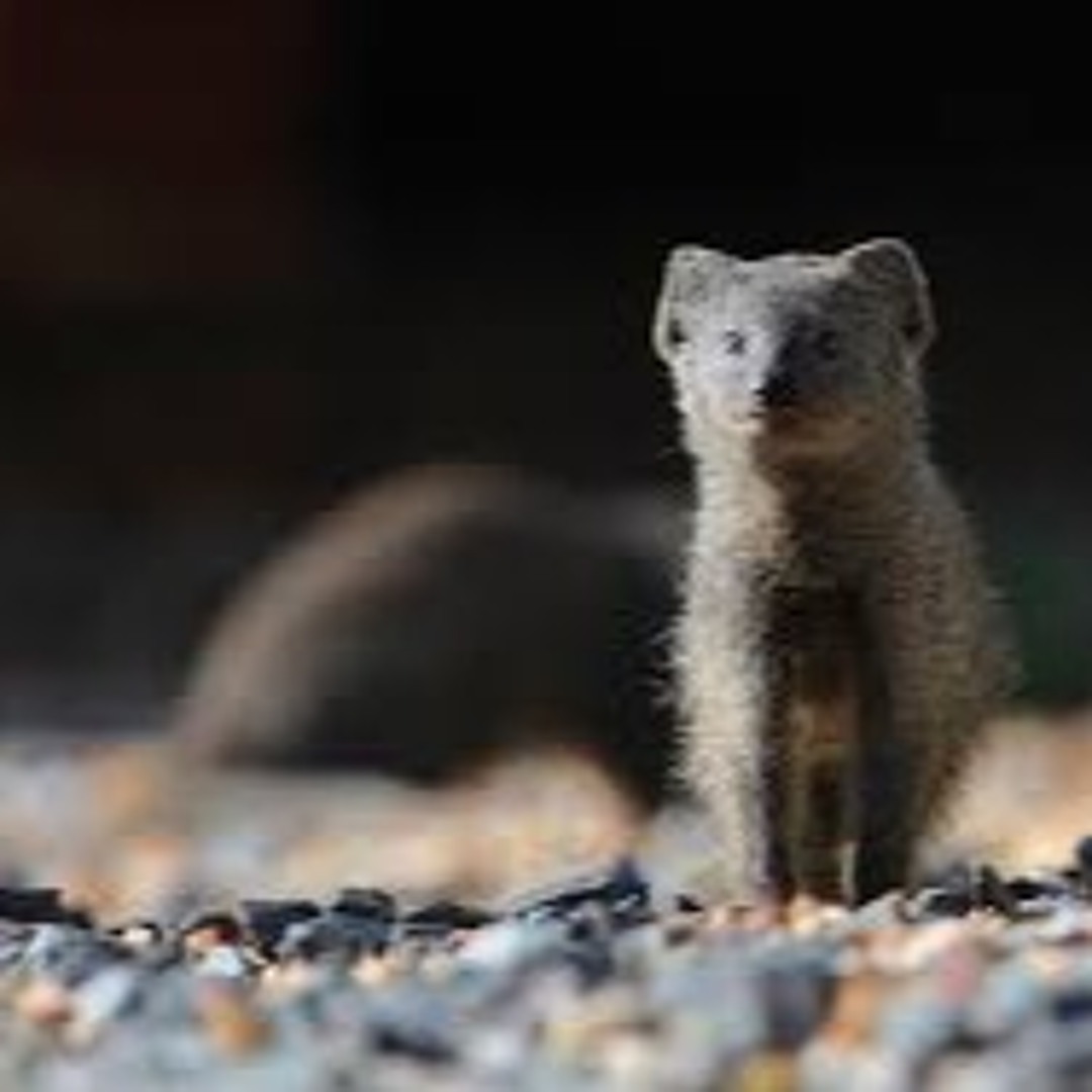 Stream Mongoose and snake dance by user3648250 | Listen online for free ...