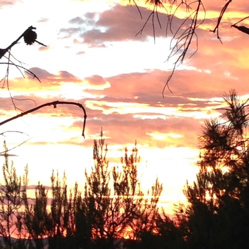 Stream the garden of jane delawney ( The Trees ) by Sigmund's Lips ...