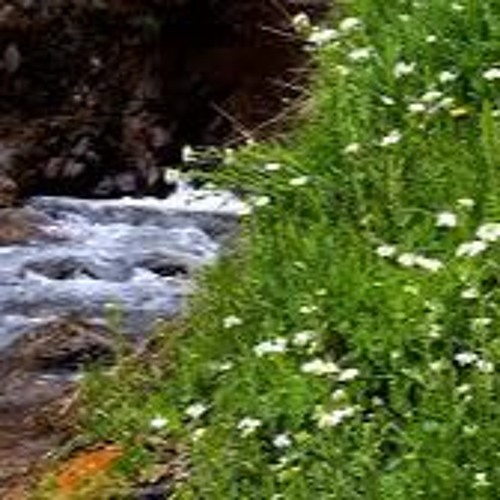 Stream OUT IN THE BUSH by Kyody Joe | Listen online for free on SoundCloud