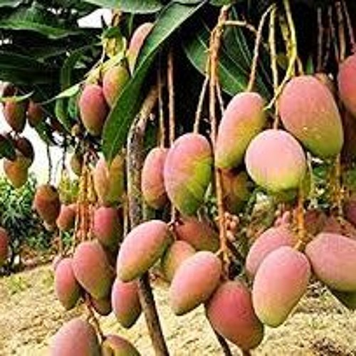 Stream EL ÁRBOL DE MANGO str by Domingo Ramon Bernat | Listen online ...