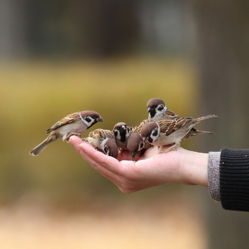 Stream Sólo confío - Iván Donaldson by xian ocadla | Listen online for ...