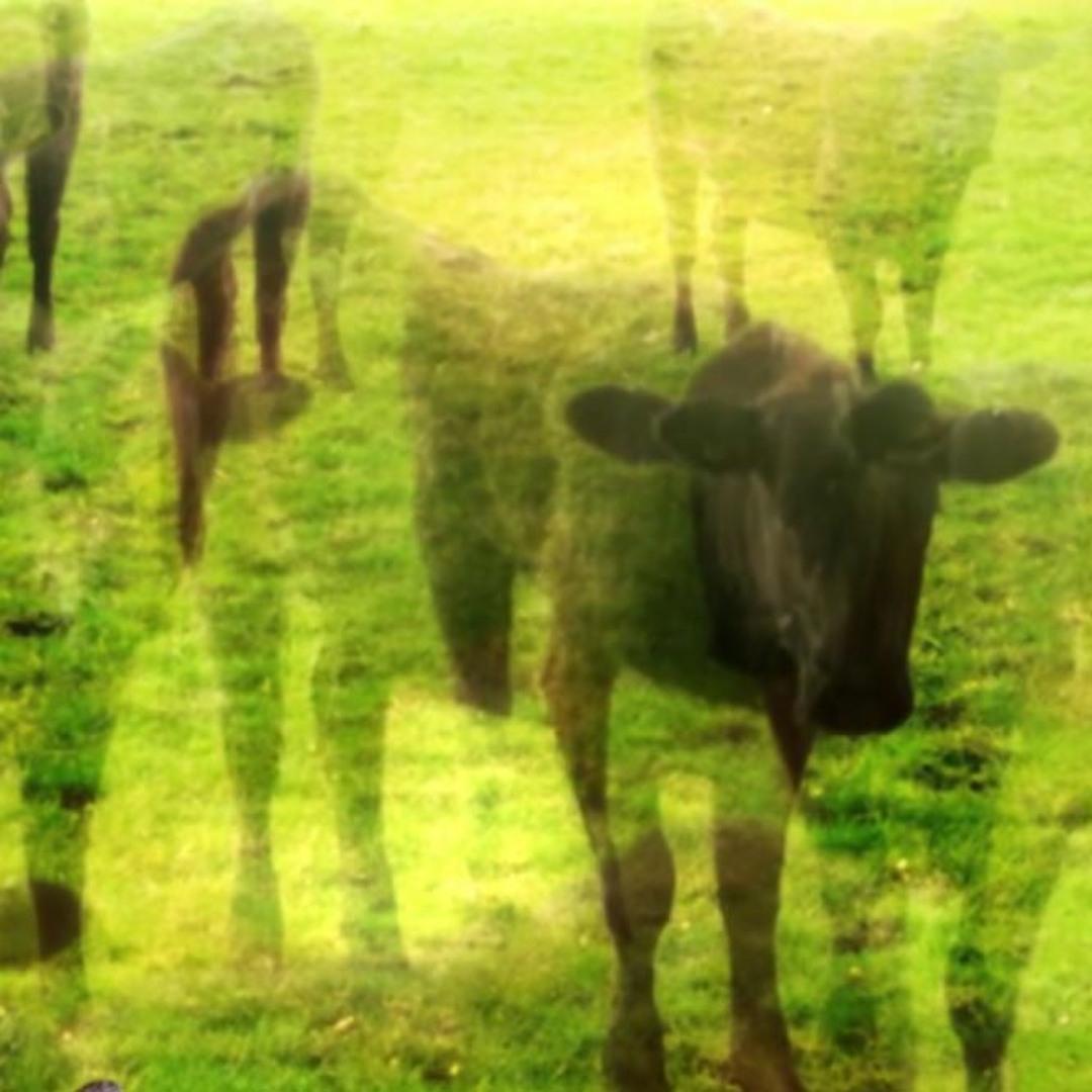 Stream Cows Party Mix by cyriak | Listen online for free on SoundCloud