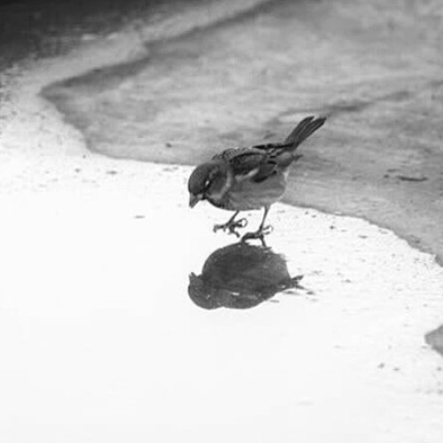 Stream Mem Ararat - Biranin by Ukubala | Listen online for free on ...