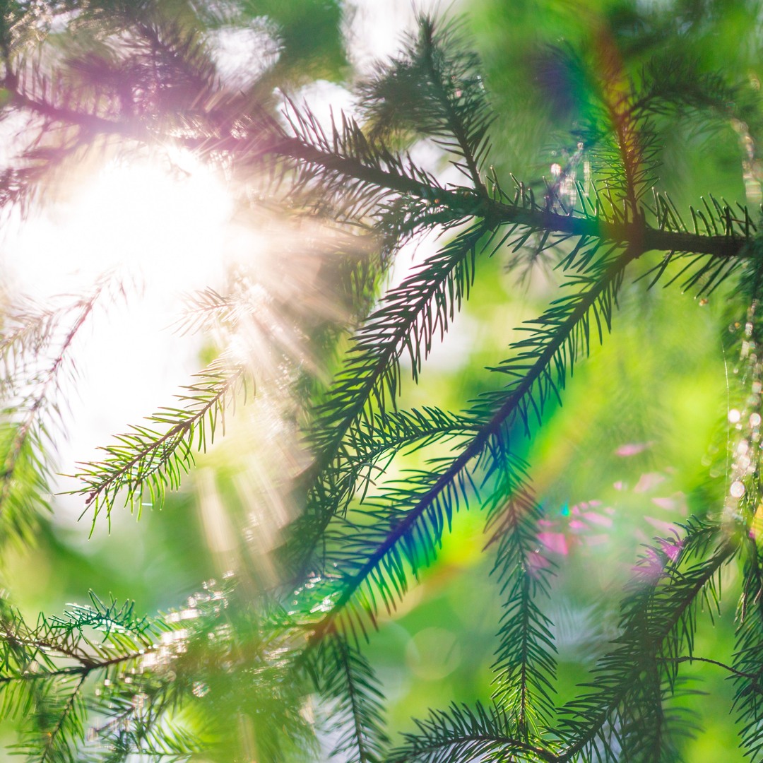 Stream Aninia - Embodied Collaboration | Listen to Basic Training ...