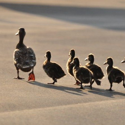 Stream Are Your Ducks In A Row, Solar Plex-her? by Paul Rudy | Listen ...