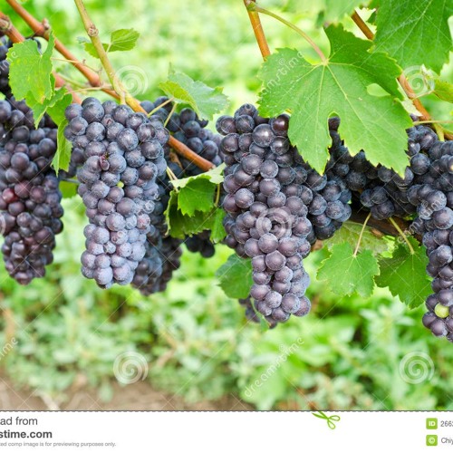 Stream Connect - Sour Grapes Ft Tha Card by Titanic Proportions ...