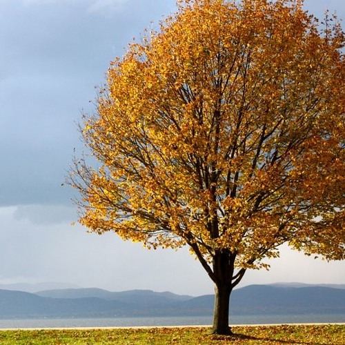 Stream episode Example Readers' Theatre - Apprehended by Autumn BY ...