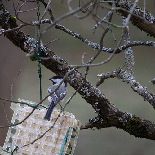 Stream episode Black-capped Chickadee sings Cheeseburger by Cook Forest ...