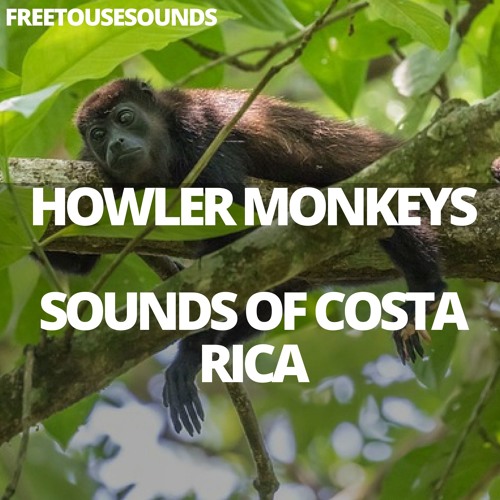 Stream Sounds Of Costa Rica! Howler Monkeys & Cicadas by ...