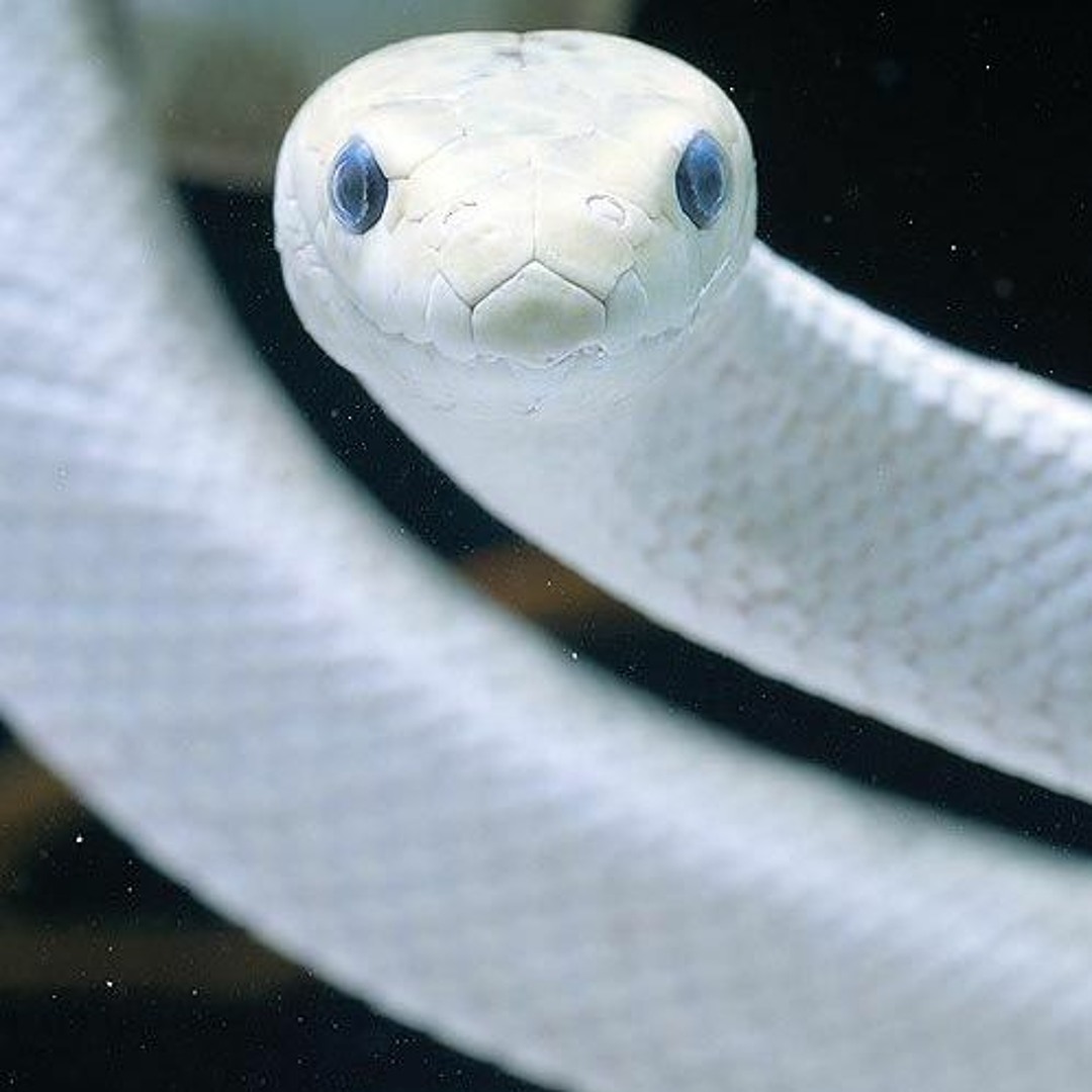 Stream Michael Jackson MIX by BIG RAN PRODUCTIONS | Listen online for ...