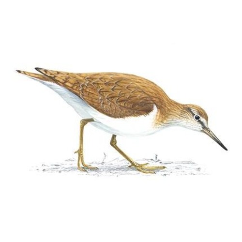 Stream Shule Aroon (Nov 17) by The Sandpipers | Listen online for free ...