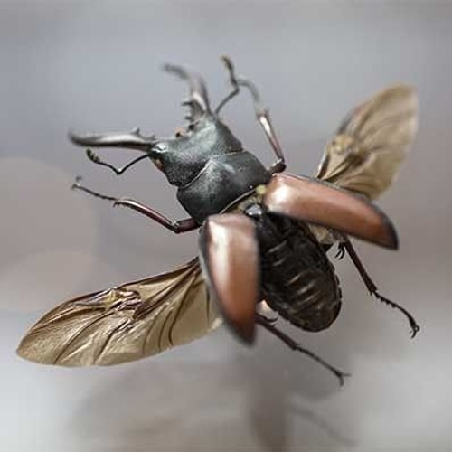 Stream Insects by Natural History Museum | Listen online for free on ...