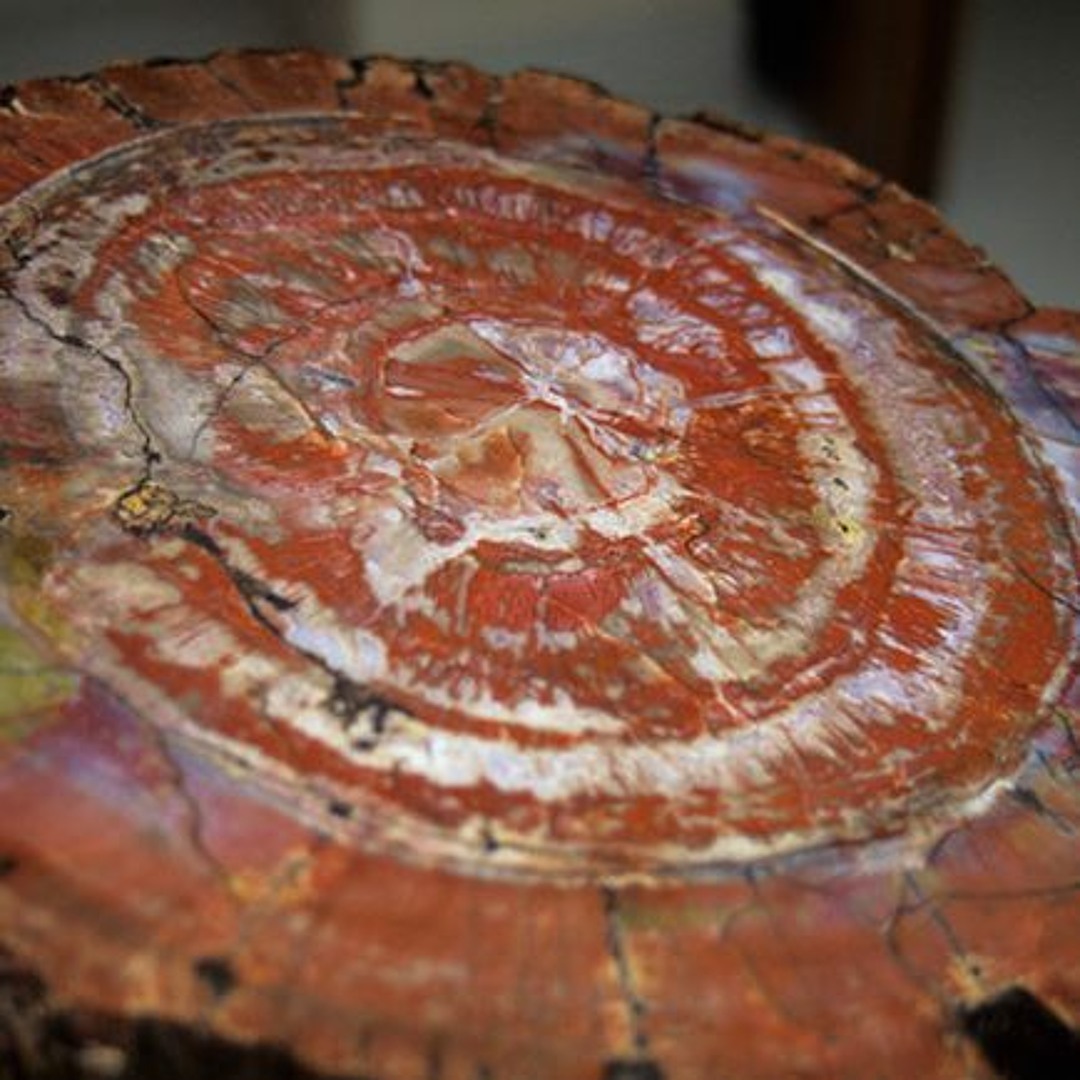 Stream Fossil Trees by Natural History Museum | Listen online for free ...