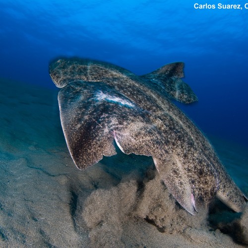 Stream episode Putting the spotlight on flat sharks by ZSL - 1826 ...