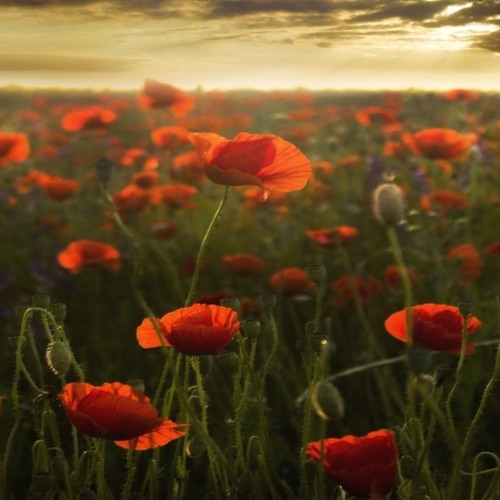 Stream In Flanders Fields by Jacob Broderick | Listen online for free ...