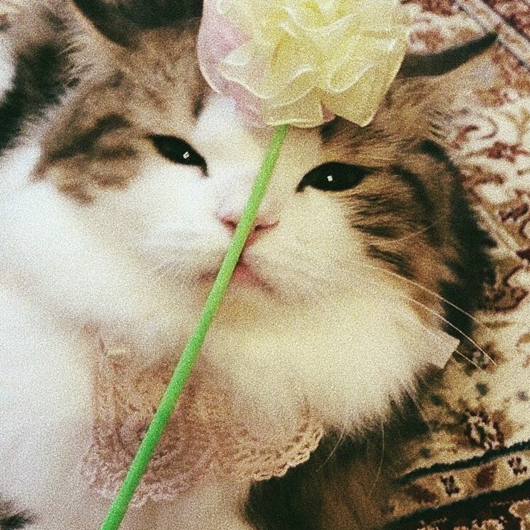 Stream Cemetery Weather (4evr) by okashi | Listen online for free on ...