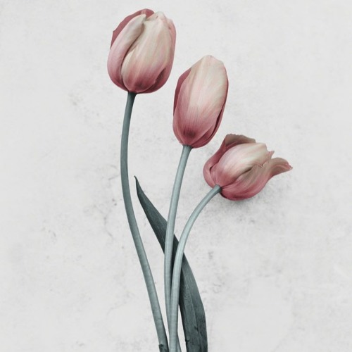 Stream A fleur de toi - Slimane (cover) by Mayssa Murr | Listen online ...
