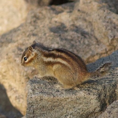 Stream Siberian Chipmunk, Inner Mongolia by Birding Beijing | Listen ...