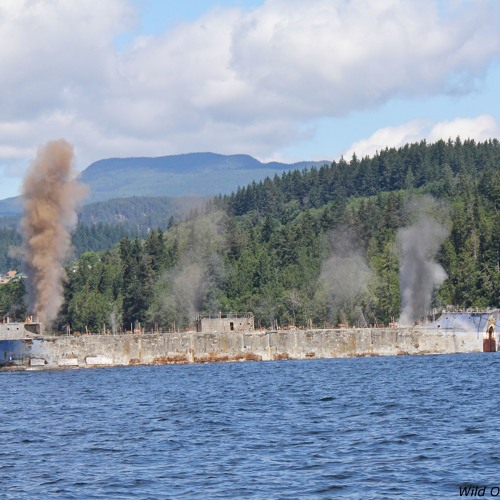 Stream Wild Ocean Whale Society | Listen to Artificial Reef Underwater ...