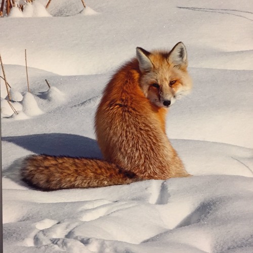 Stream episode Ron Bolander 6.25 The West by KGUA Peggy's Place podcast ...