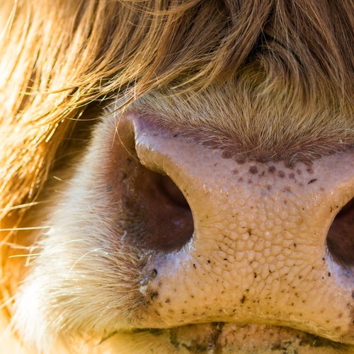 Stream Tasoero - True Cow by Tasoero | Listen online for free on SoundCloud