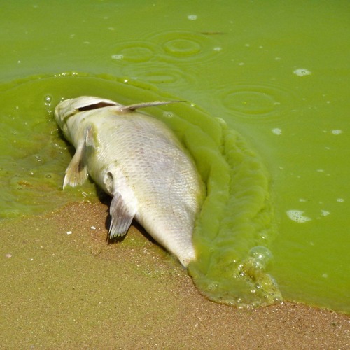 Stream Green Sludge by Fridge Gang Official | Listen online for free on ...