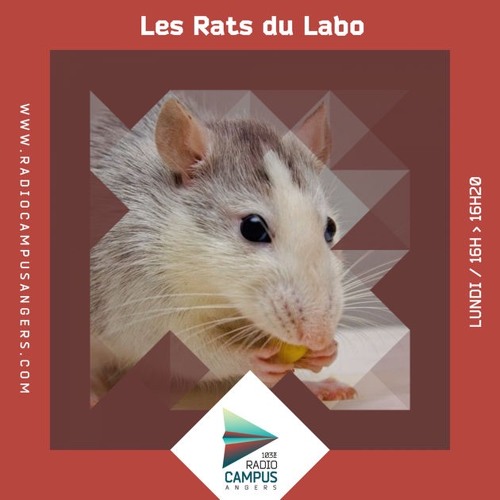 Stream episode les nutriments LES RATS DU LABO | playlist podcast de l ...