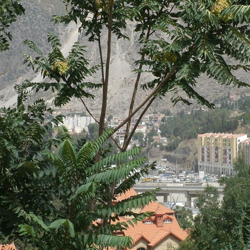 Stream king of spain (the tallest man on earth cover) by cole herrmann ...