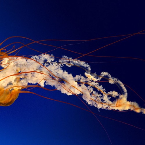 Listen to playlists featuring Mr. Roesler - OH NA NA (New Liberian ...