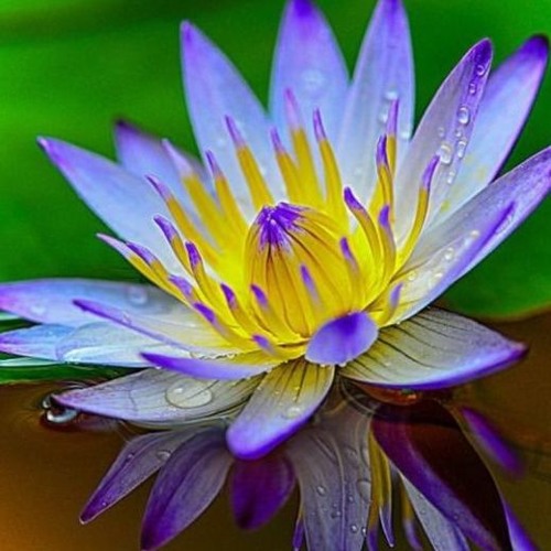 Stream APOLLO - WATER LILY - MASTER 1 (CLIP) by APOLLO (UK) | Listen ...