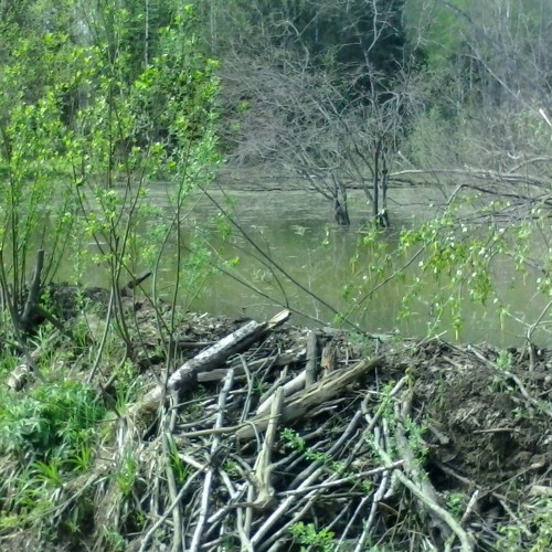 Stream Bim-bim by Ilya Danilov | Listen online for free on SoundCloud Stream Bim-bim by Ilya Danilov | Listen online for free on SoundCloud
