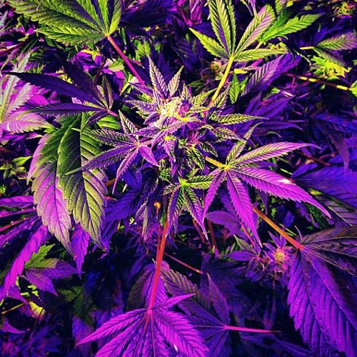 Stream Weed Look by Stewie | Listen online for free on SoundCloud