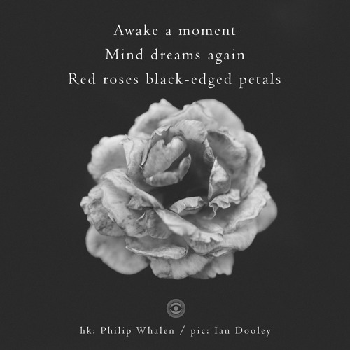 Haiku About Roses