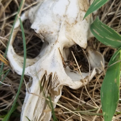 Listen to Giant Spider Roar by Bruce Scull in VR Horror Gaming Project ...