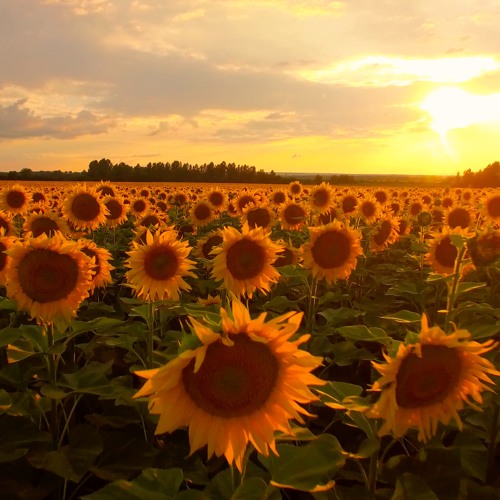 Stream deep_doc | Listen to perspectives playlist online for free on ...