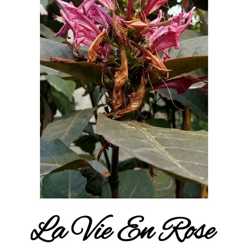 Stream La Vie En Rose (cover) by Mutiara | Listen online for free on ...