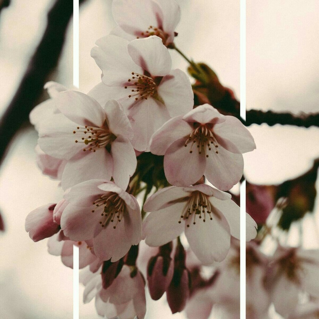 Stream Welcome to the Star Inn - Kikuo by Succi Saihara | Listen online ...