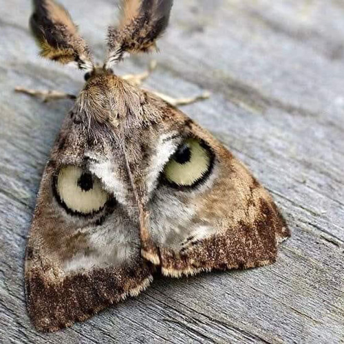 Stream Polite Lizard by Dani Maal | Listen online for free on SoundCloud