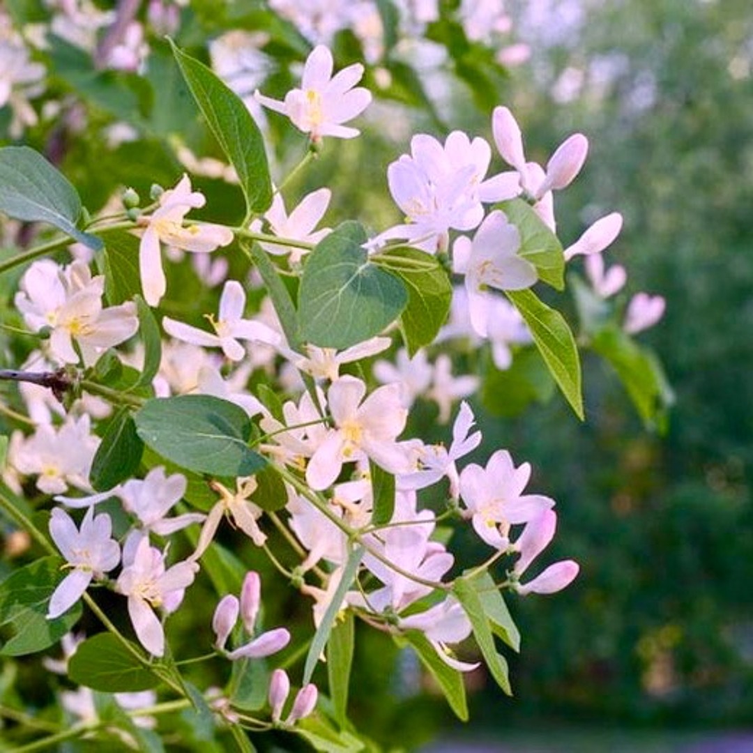 Stream Hndrixx | Listen to Sweet Flowers playlist online for free on ...